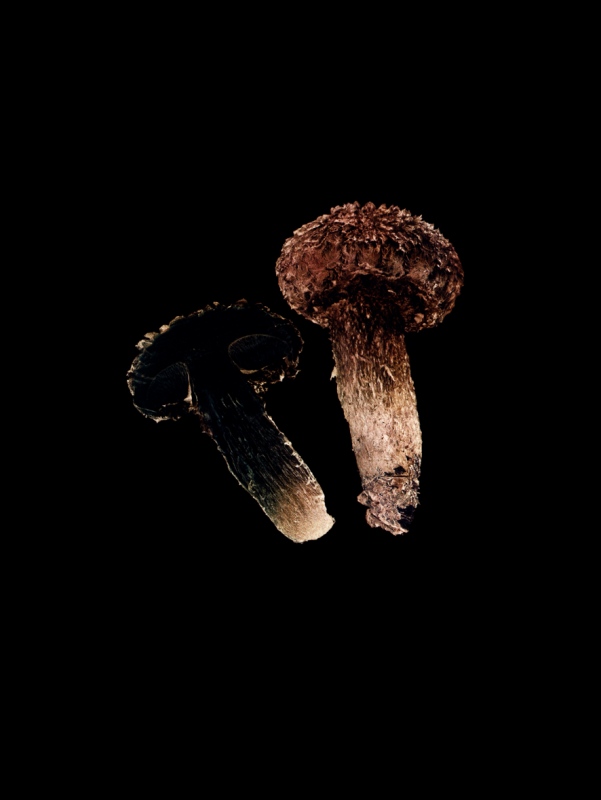 Tatiana Lecomte / Photogenic Drawings