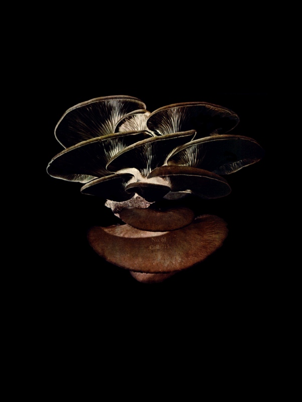 Tatiana Lecomte / Photogenic Drawings